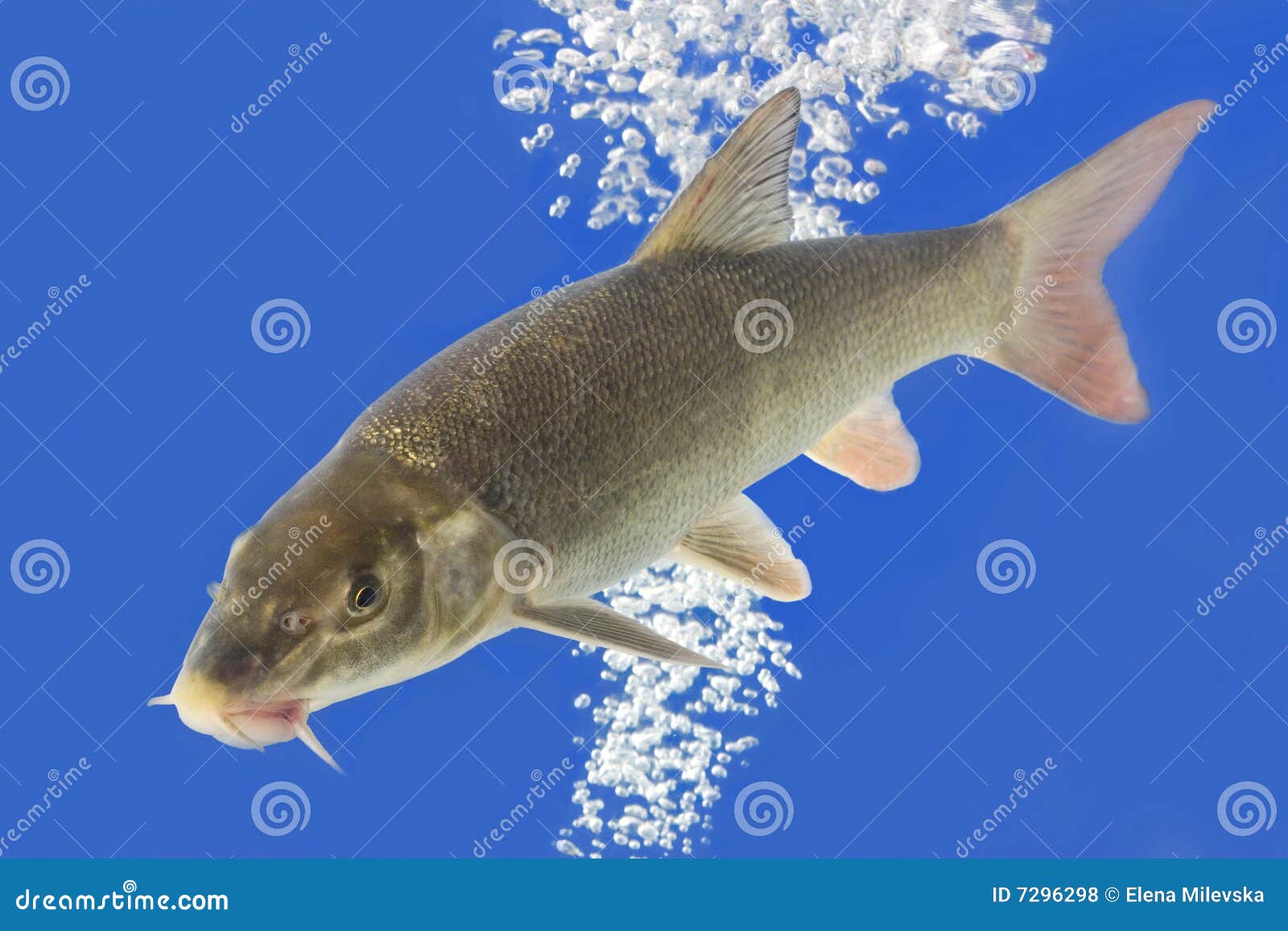 Two fish swimming stock photo. Image of blue, fishery - 7296298