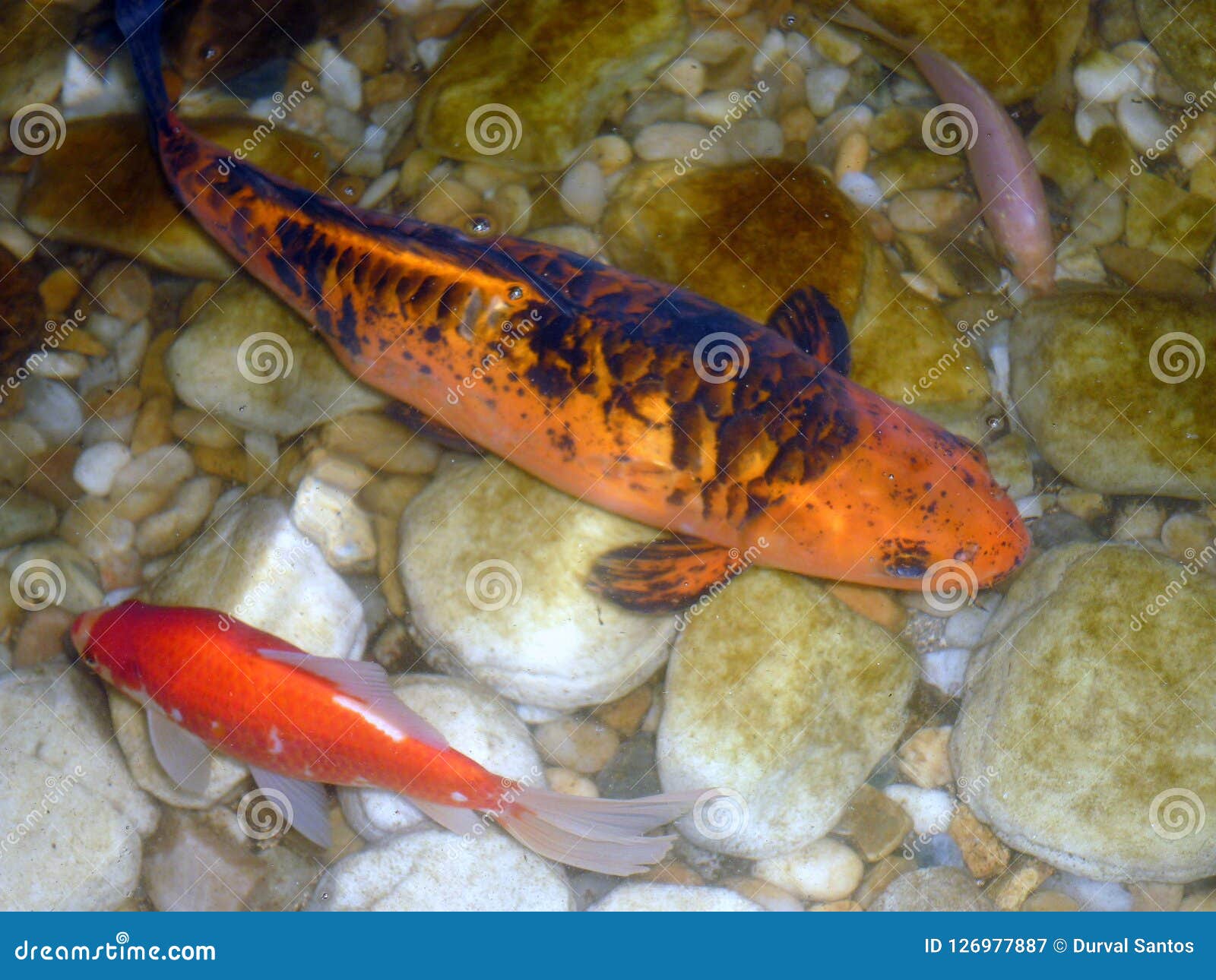 Two Fish Swimming Inside of an Aquarium Stock Image - Image of imagens ...