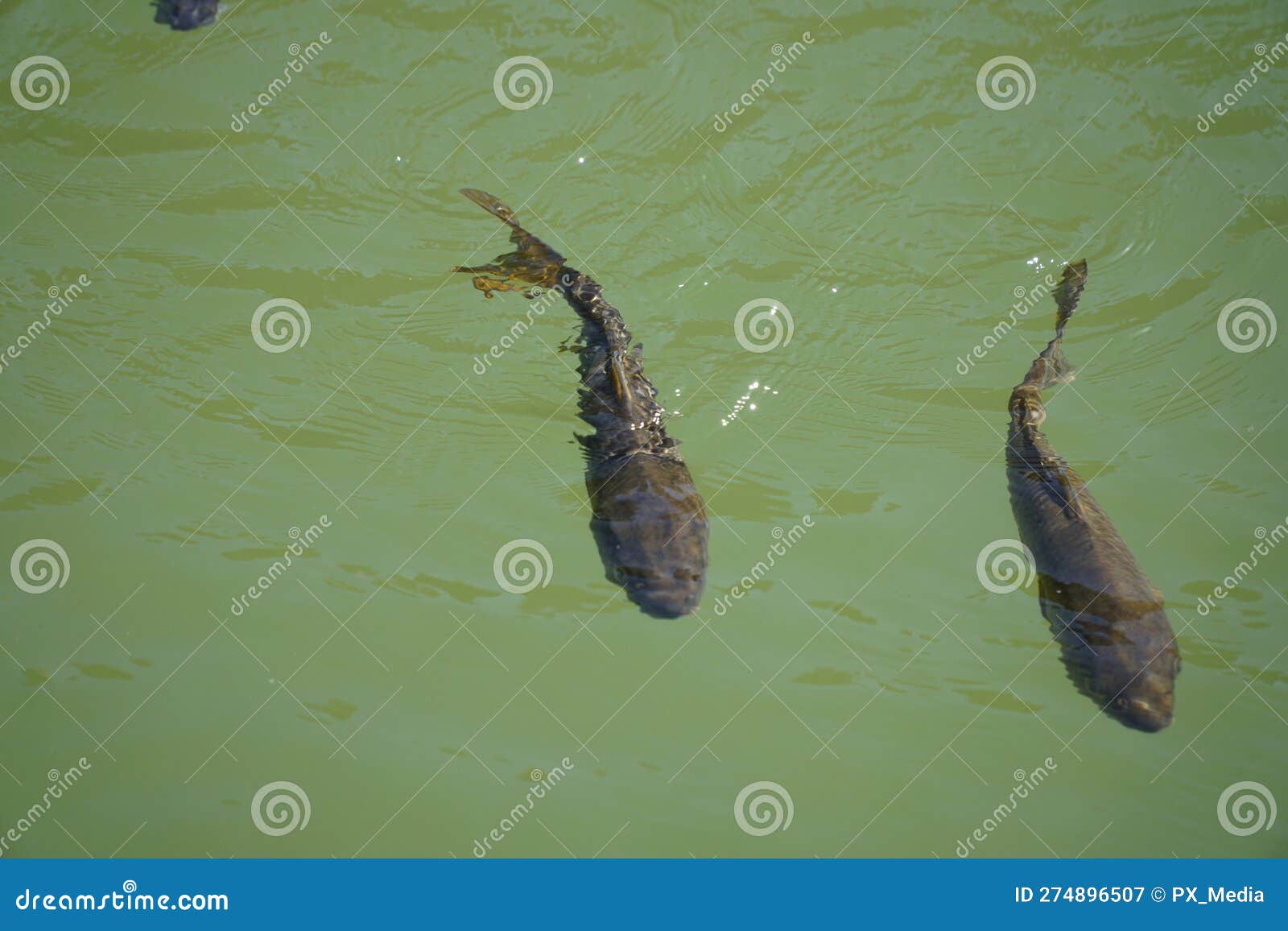 Two fish swimming in pond stock image. Image of water - 274896507