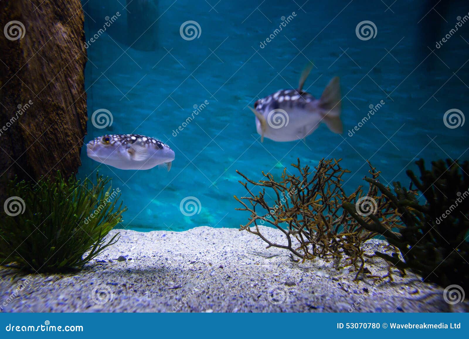 Two Fish Swimming in a Tank Stock Photo - Image of water, tranquil ...