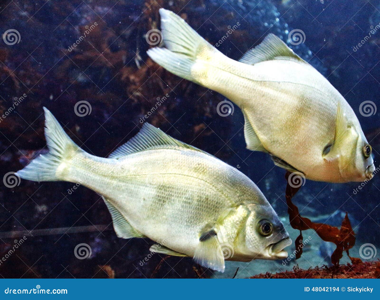 Two fish stock photo. Image of captivity, together, ocean - 48042194