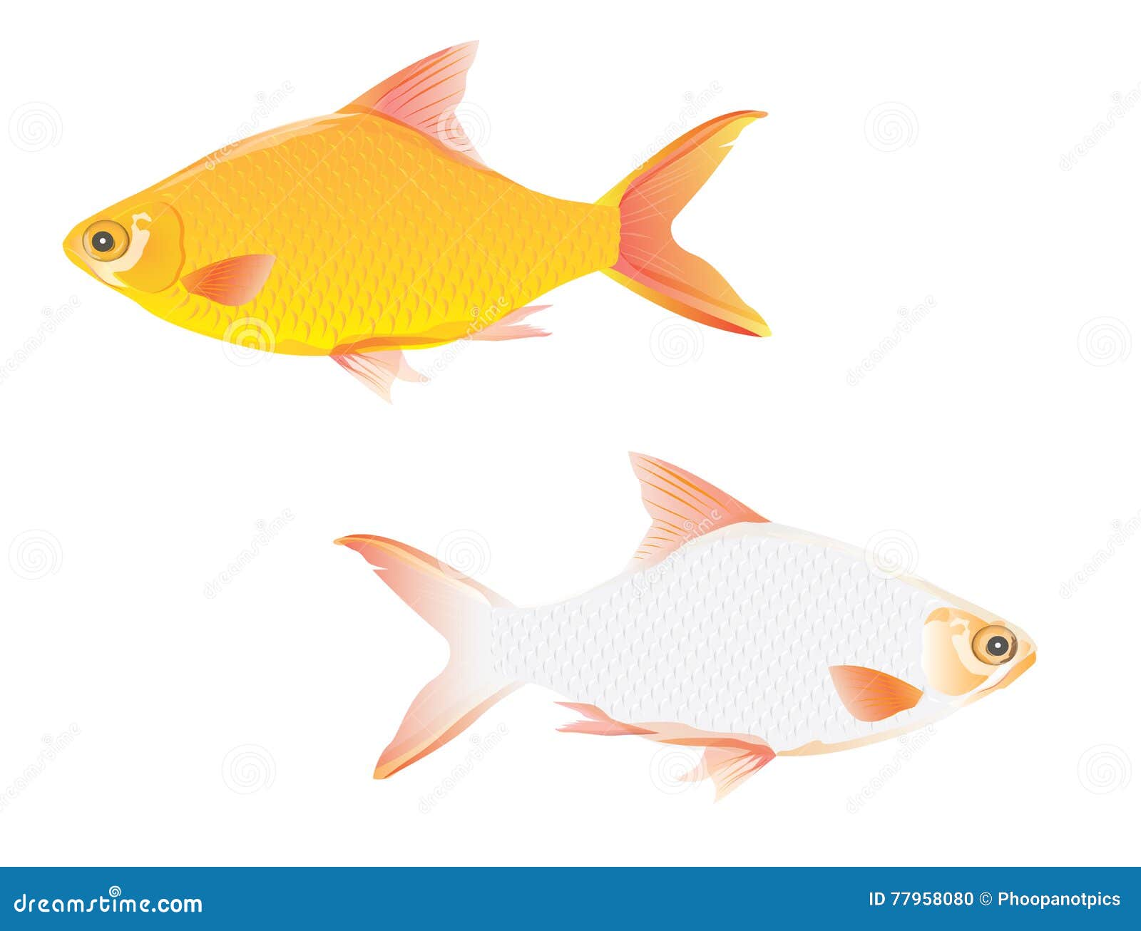 Two fish stock vector. Illustration of goldfish, color - 77958080