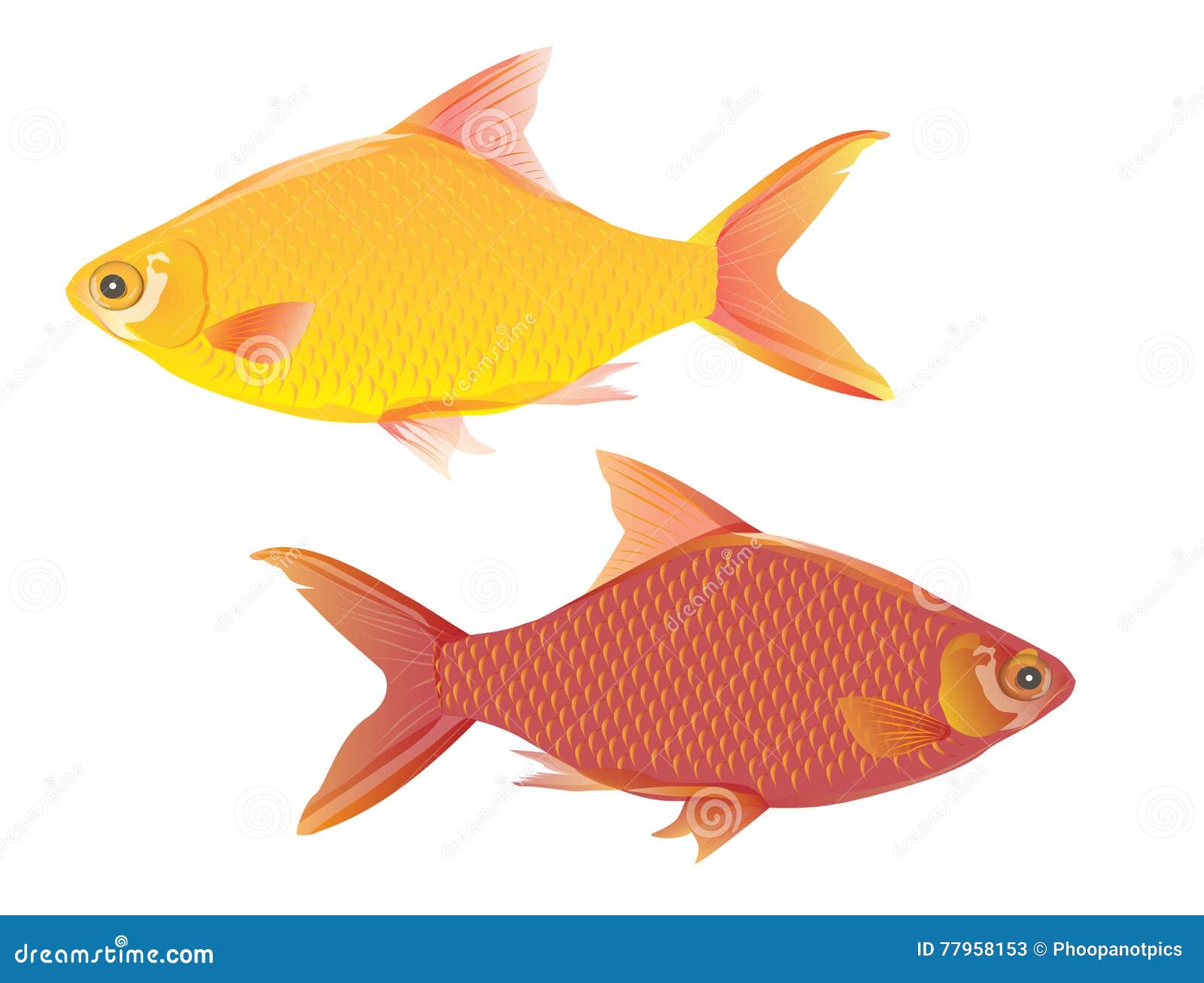 Two fish stock vector. Illustration of cartoon, goldfish - 77958153