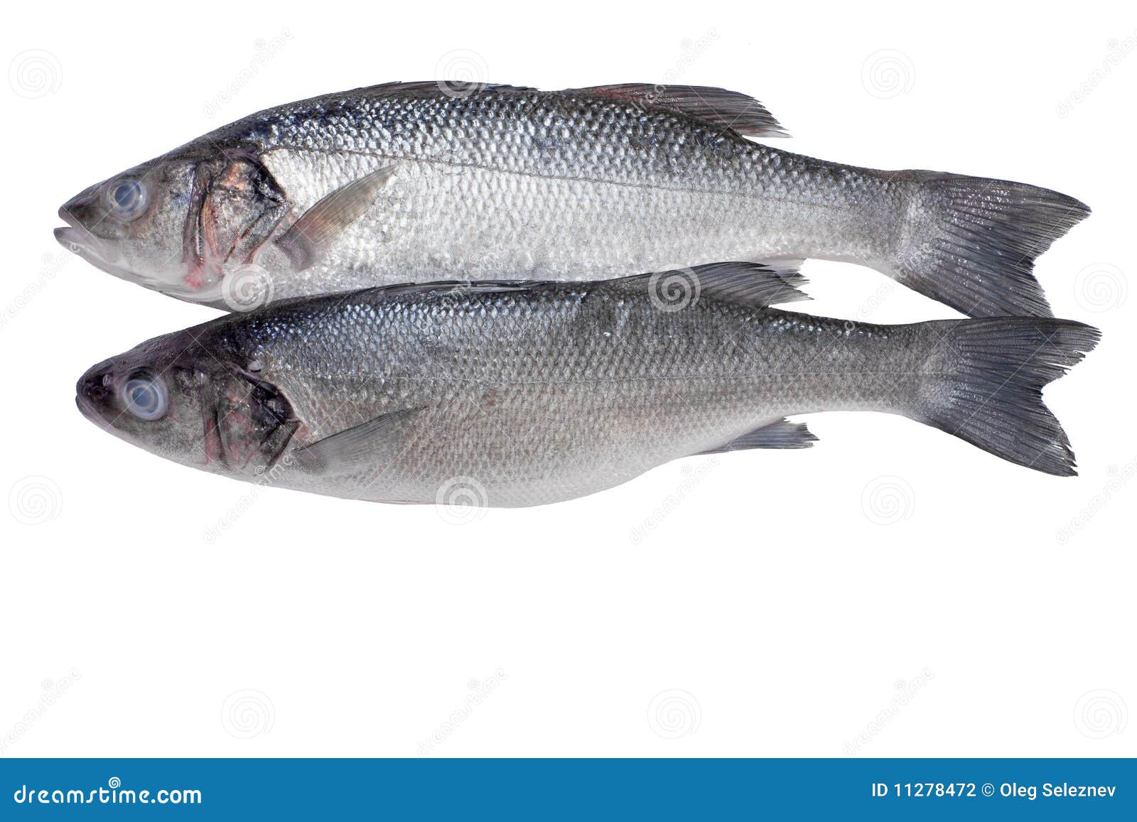 Two fishes stock photo. Image of life, background, bass - 11278472