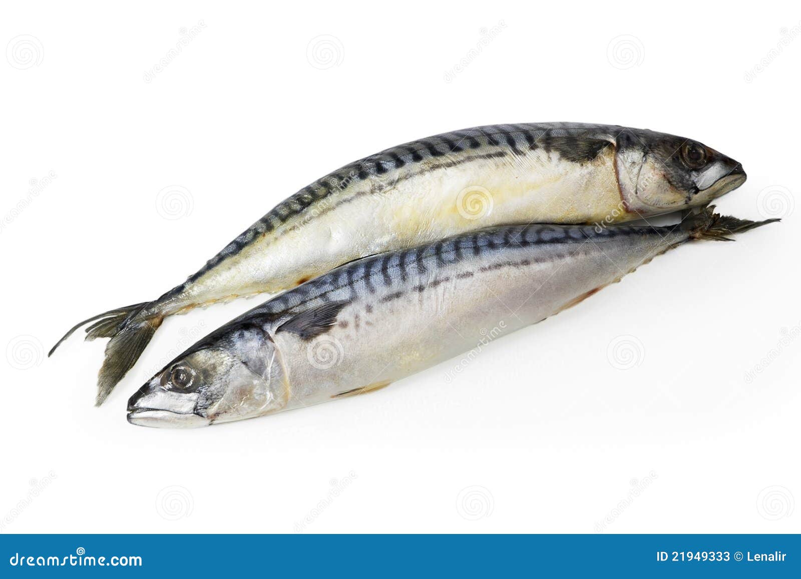 Two fishes stock image. Image of white, mackerel, fresh - 21949333