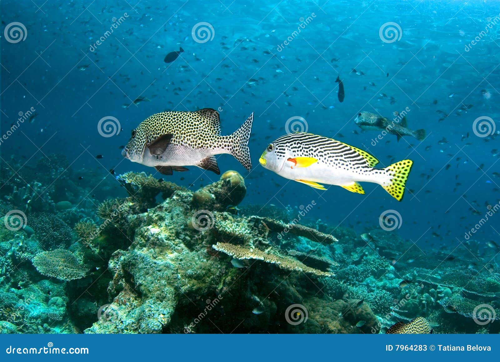 Two fishes. stock image. Image of exotic, colourful, reef - 7964283