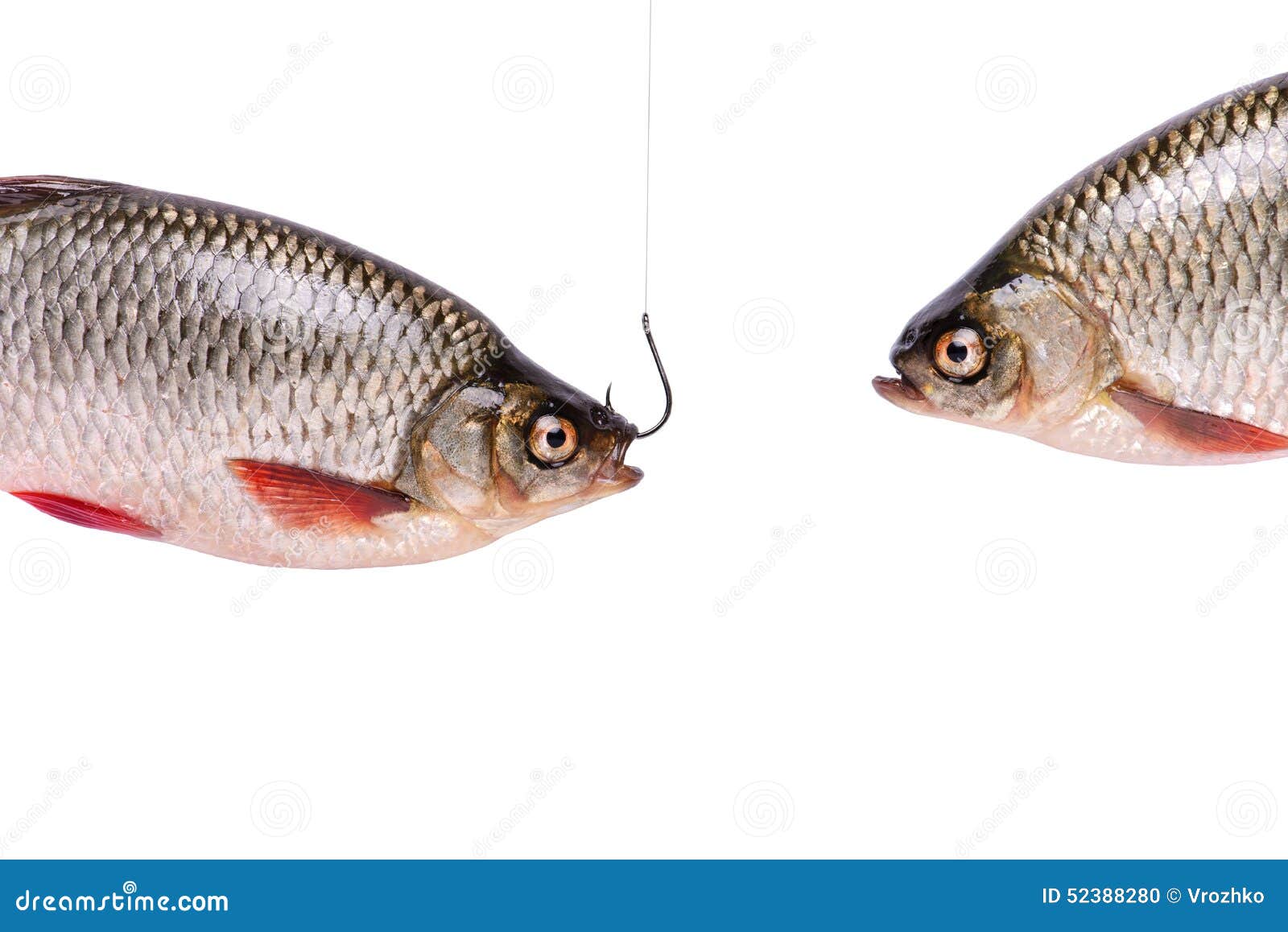 Two Fishes, Fish on a Hook, Isolated on White, Clipping Path Stock ...