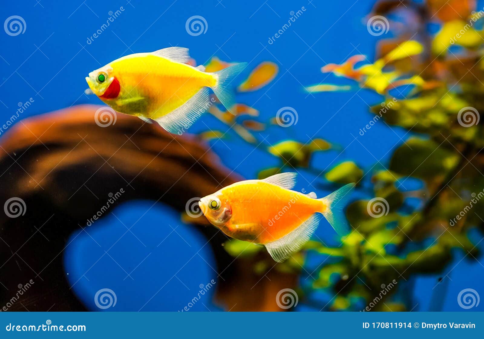 Two Fishes in Freshwater Aquarium Stock Photo - Image of aqua ...