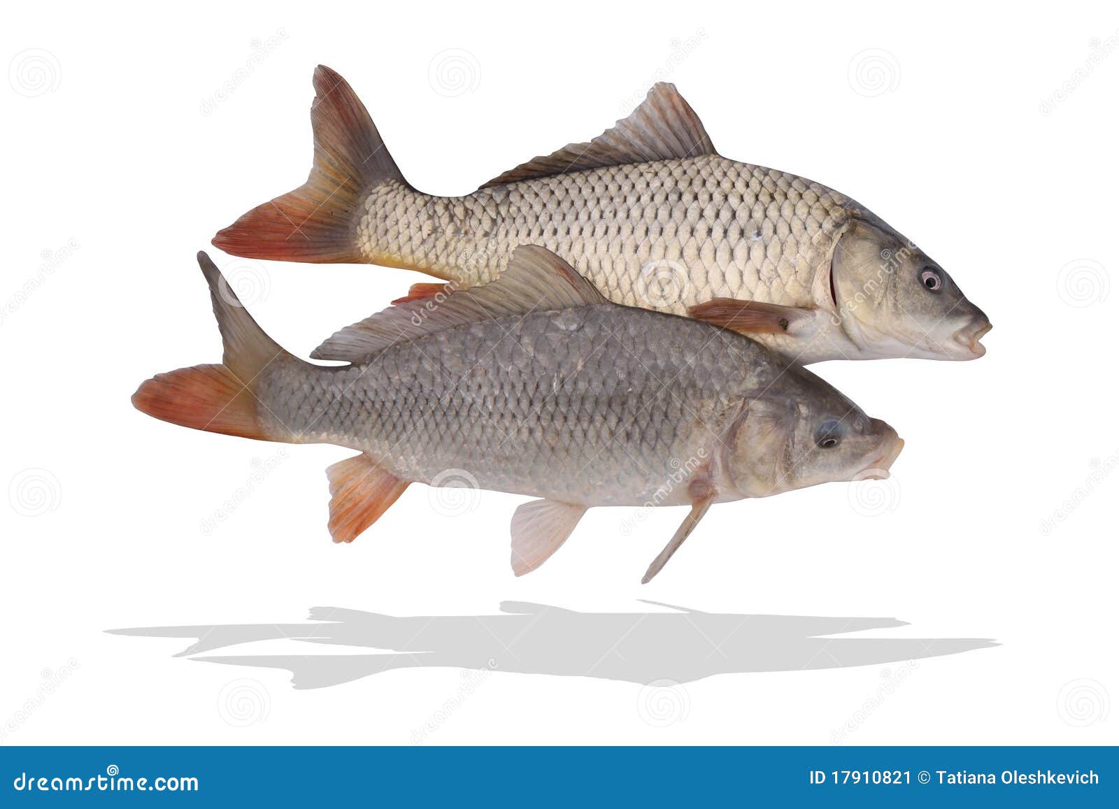 Two fishes isolate stock image. Image of dinner, nutritious - 17910821