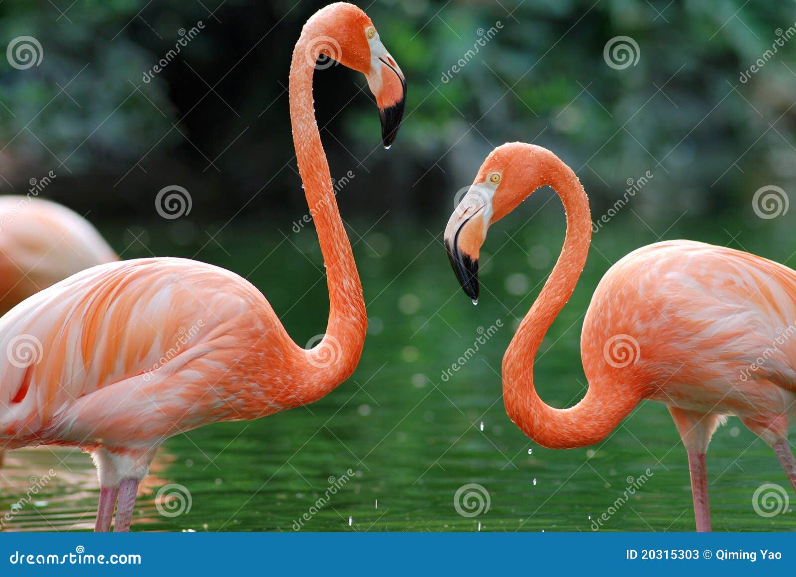 Two flamingo stock image. Image of color, background - 20315303