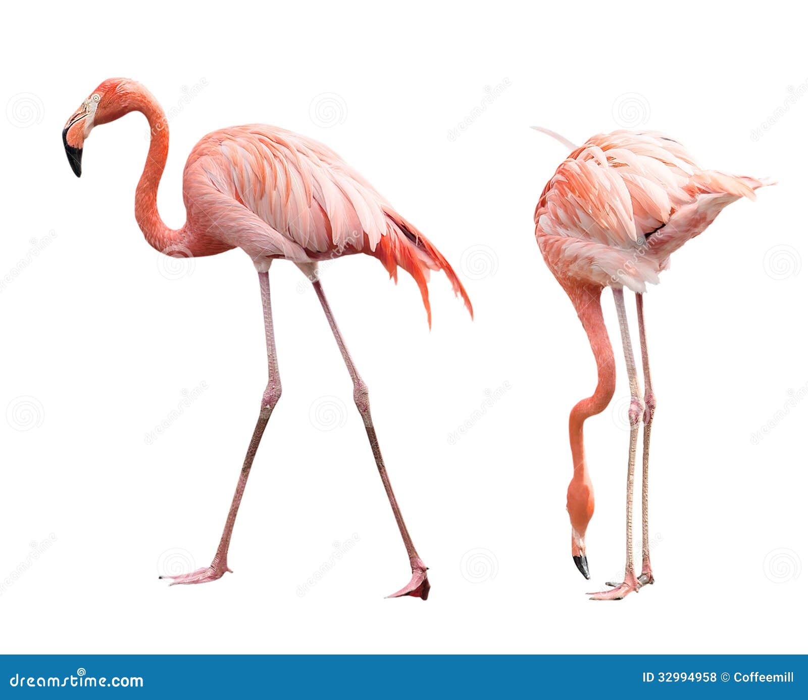 Two flamingo stock photo. Image of nature, wild, isolated - 32994958