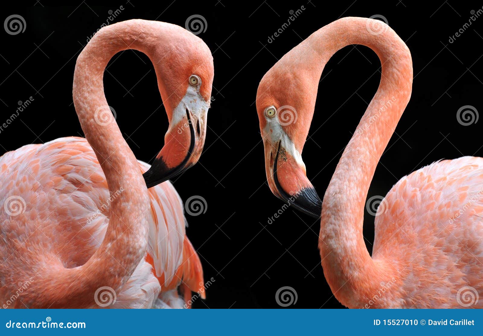 Two flamingo lovers stock photo. Image of waterfowl, nature - 15527010