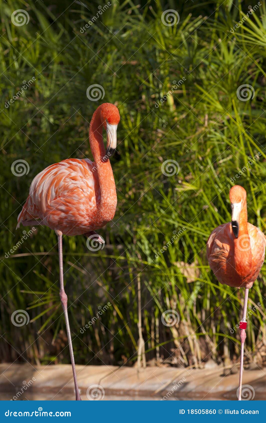 Two Flamingos stock photo. Image of nature, america, salt - 18505860