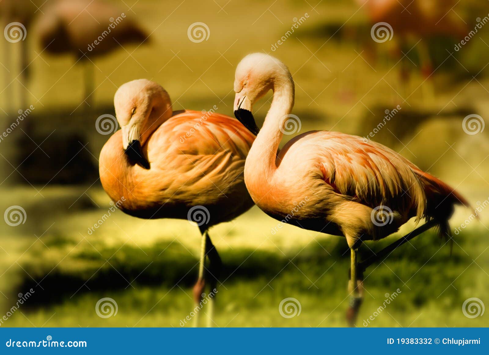 Two flamingos stock photo. Image of birds, bird, color - 19383332