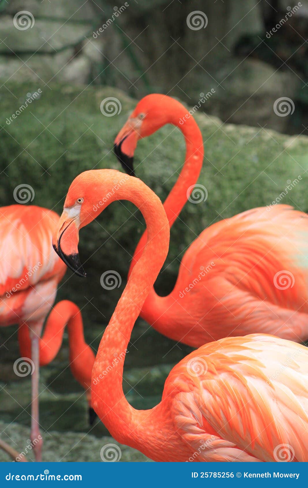 Two Flamingos stock photo. Image of watching, feathers - 25785256
