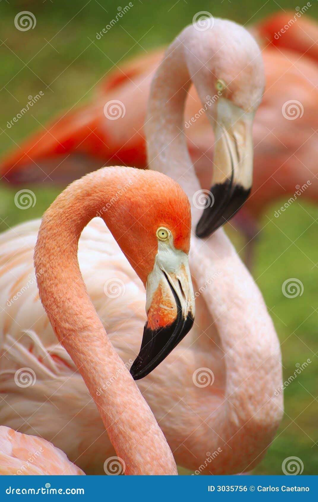 Two Flamingos stock photo. Image of bird, flamingo, environment - 3035756