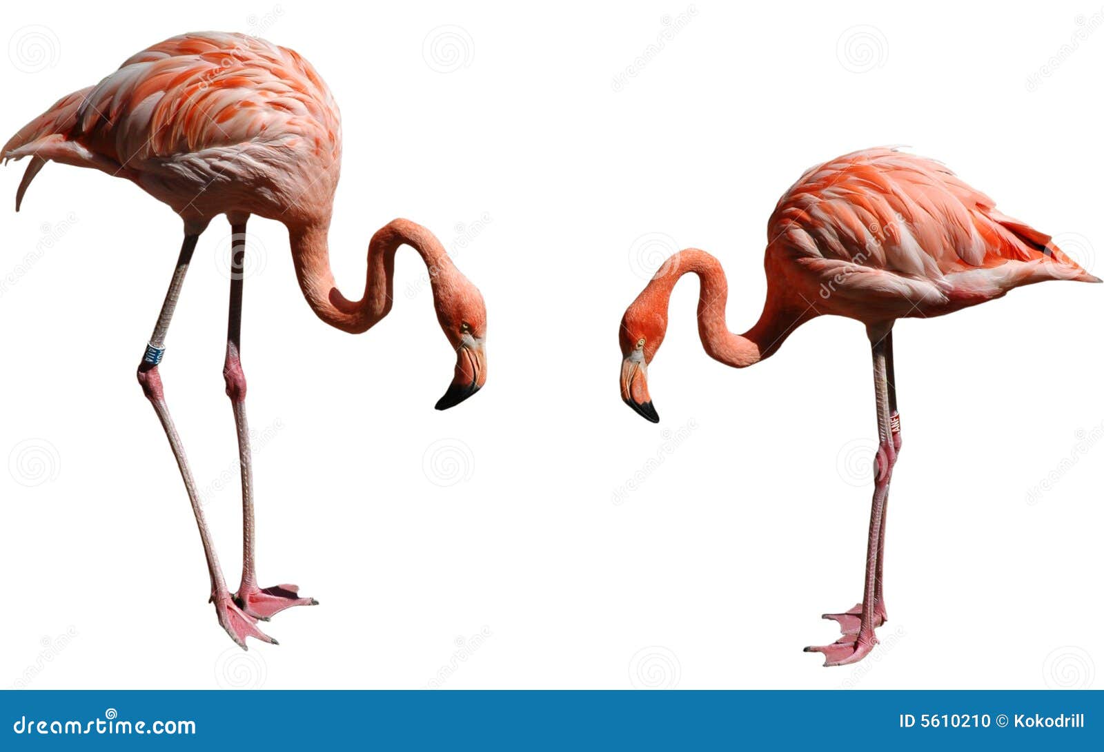 Two flamingos stock photo. Image of flamingo, avian, tropical - 5610210