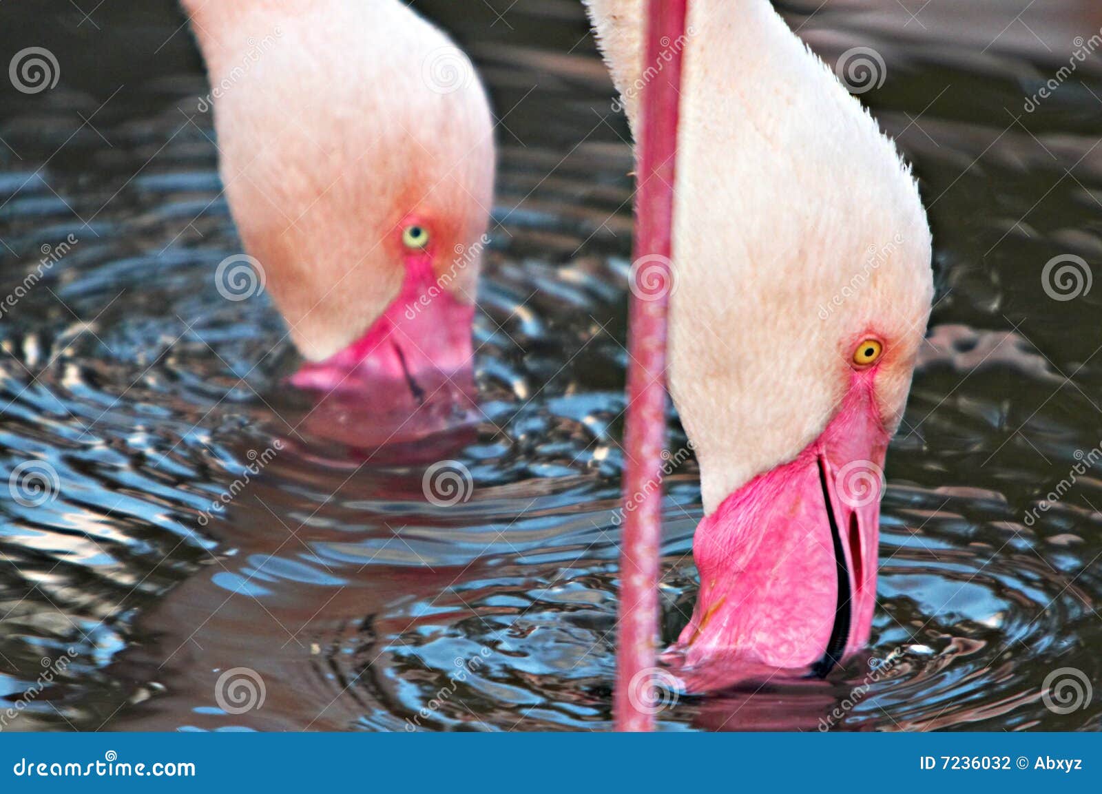 Two flamingos stock photo. Image of exotic, feathers, rain - 7236032