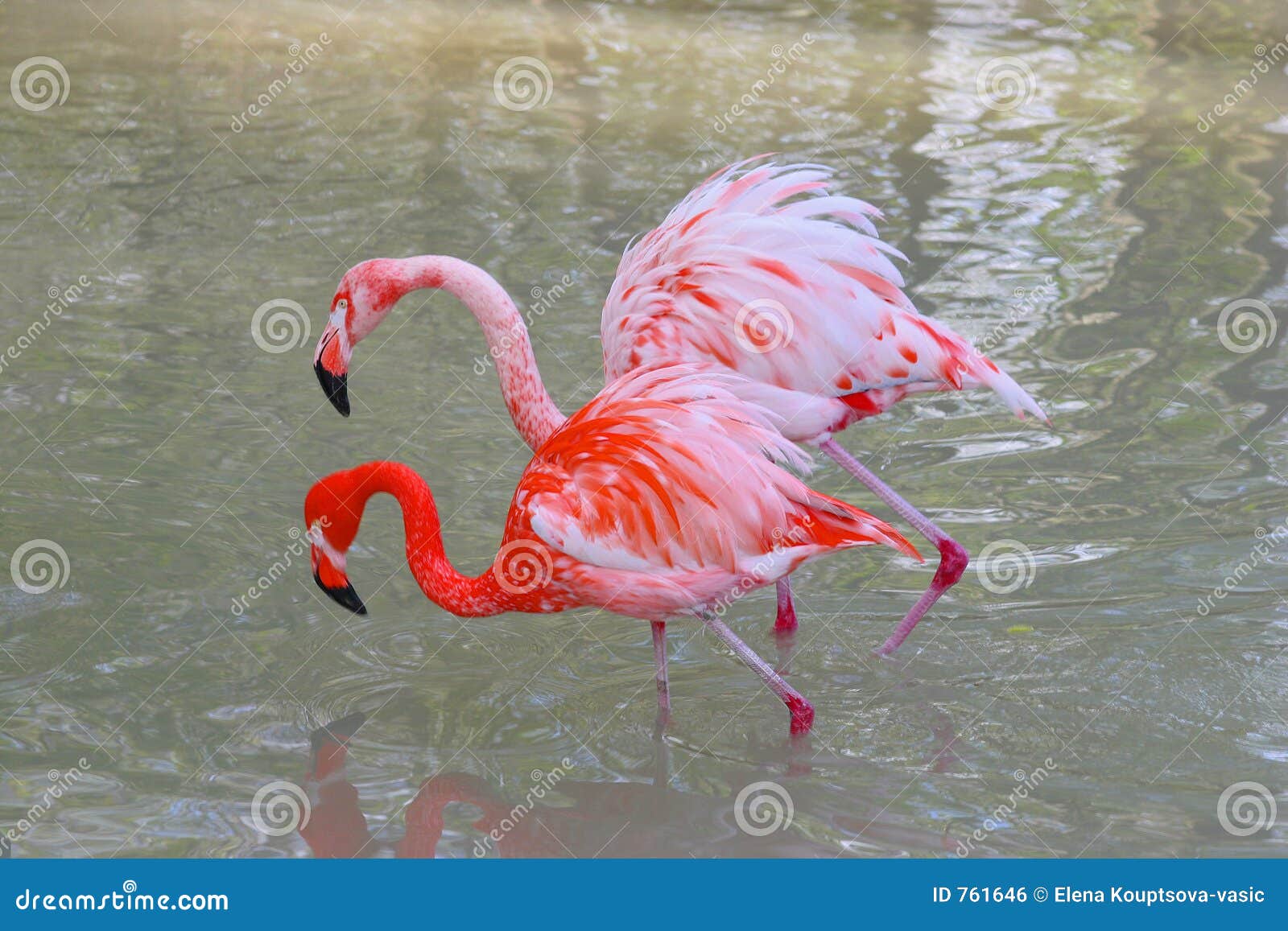 Two flamingos stock photo. Image of nature, wildlife, feather - 761646