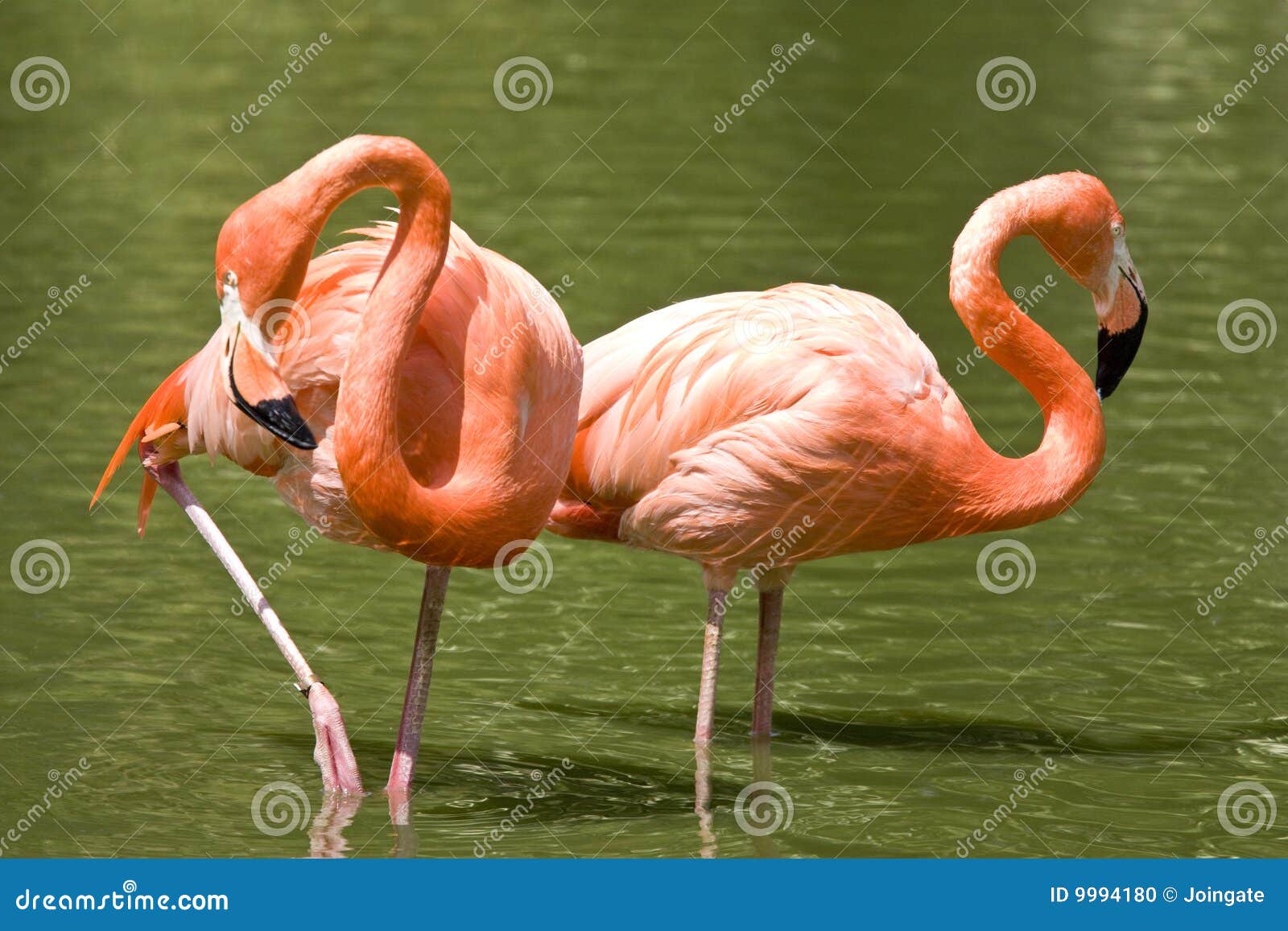 Two flamingos stock photo. Image of flamingo, standing - 9994180