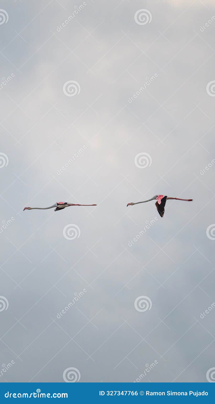 Two Flamingos Flying Against a Blue Sky Vertical 16:9 Stock Photo ...