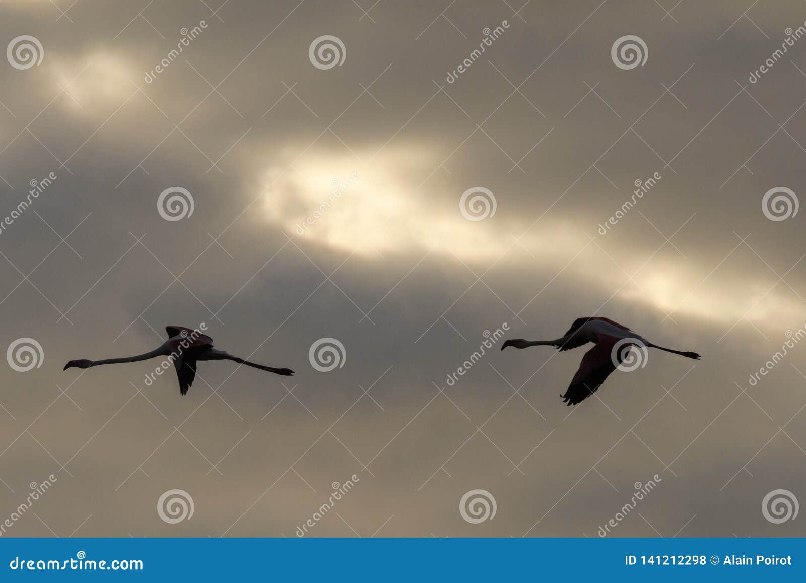 Two flamingos in flight stock photo. Image of dark, space - 141212298
