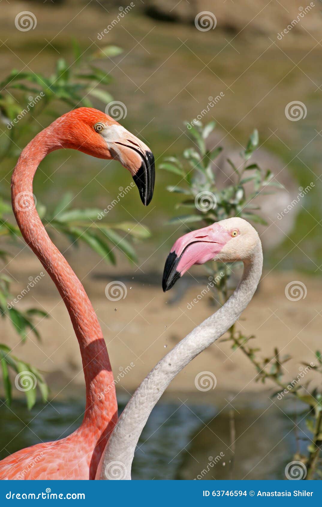 Two Flamingos Looking at Each Other Stock Photo - Image of orange ...