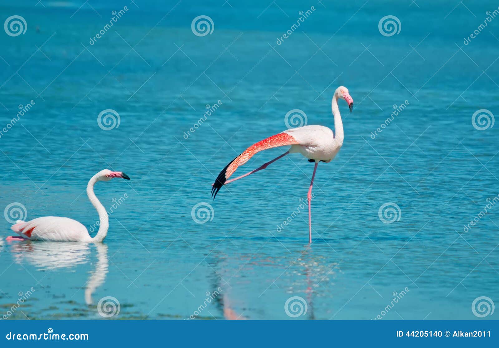 Two flamingos stock photo. Image of flamingo, roseus - 44205140