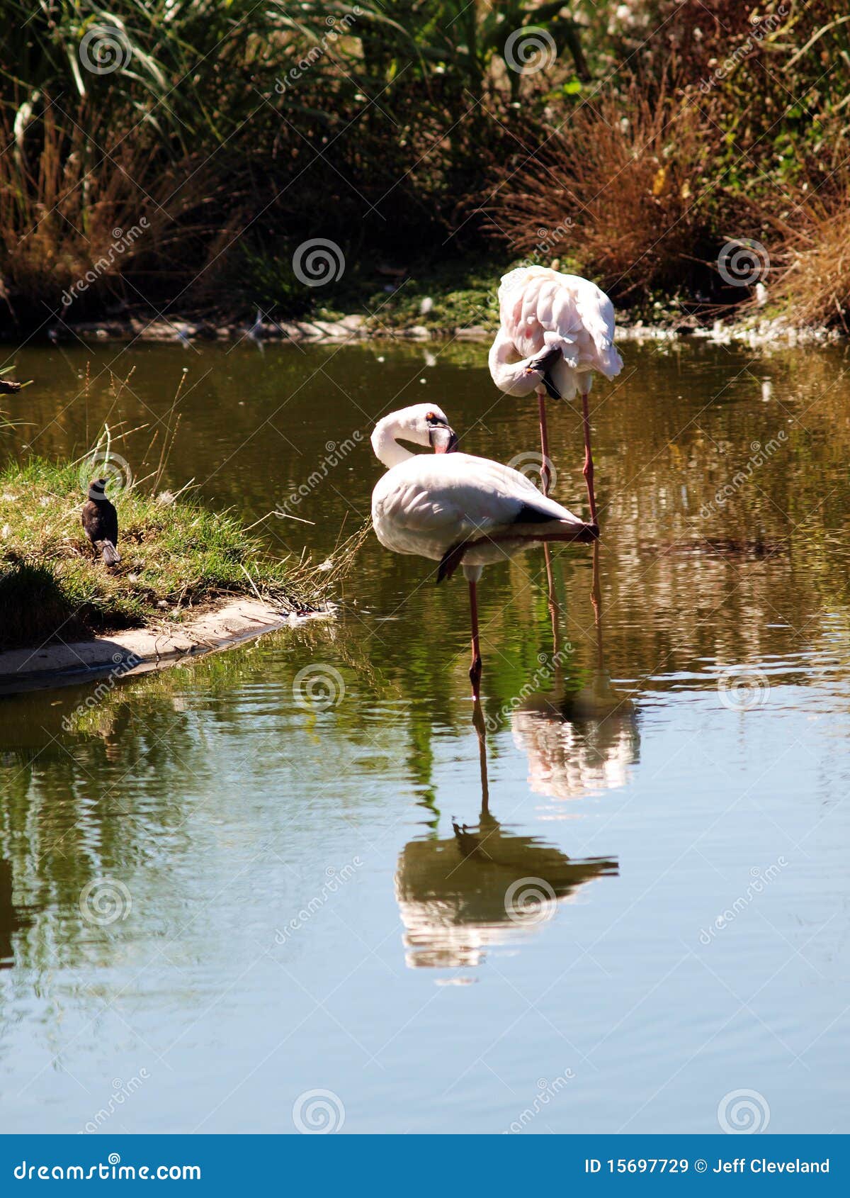 Two Flamingos Preening in Water with Reflection Stock Image - Image of ...