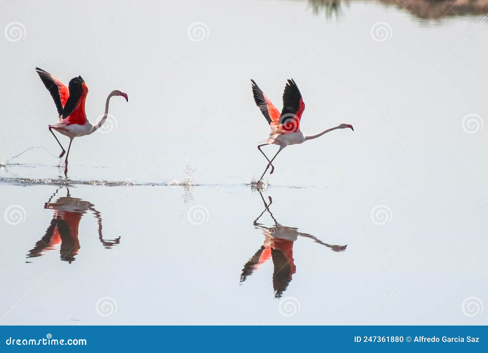 Two Flamingos are Running To Start Flying in the Marshes Stock Photo ...