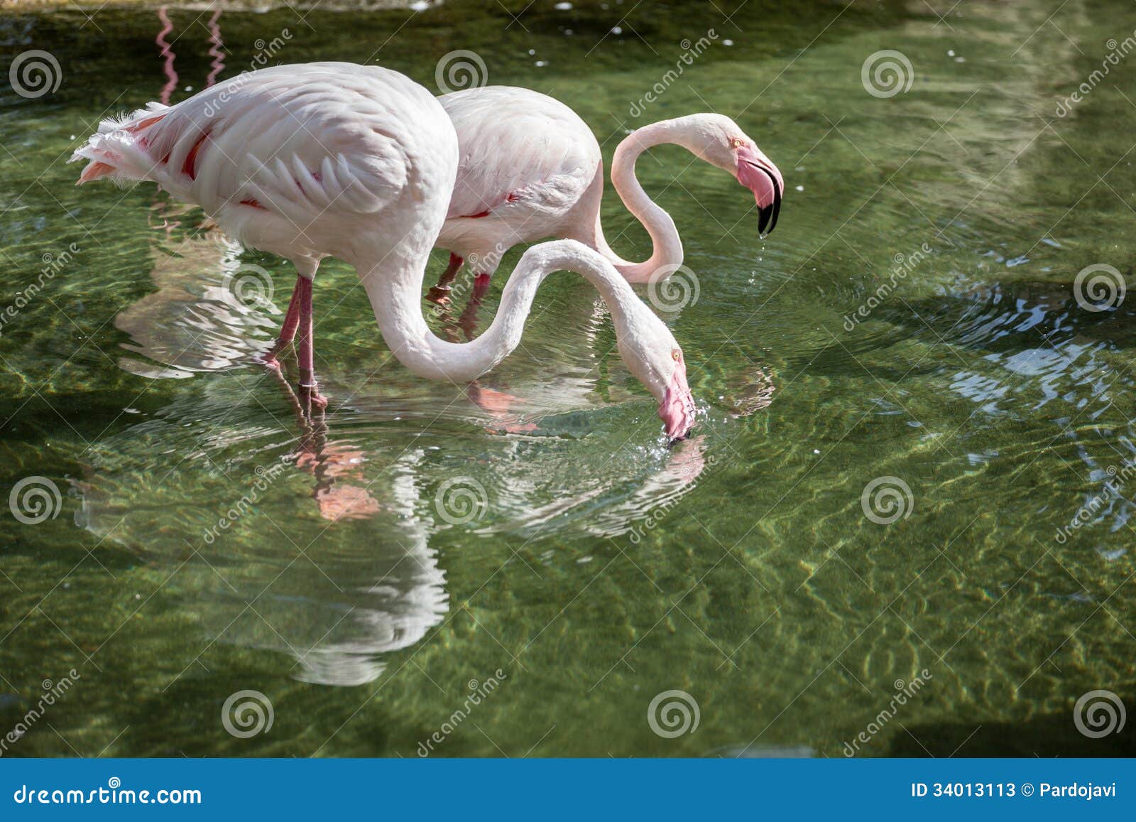 Two flamingos in the water stock image. Image of life - 34013113