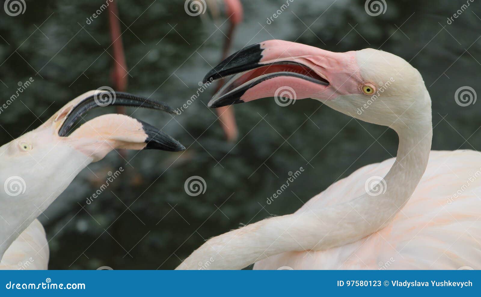 Two flamingos stock image. Image of background, leaf - 97580123