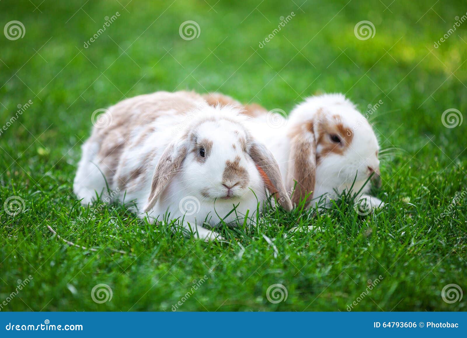 Two Flap-eared Pet Rabbits on Green Grass. Stock Photo - Image of bunny ...