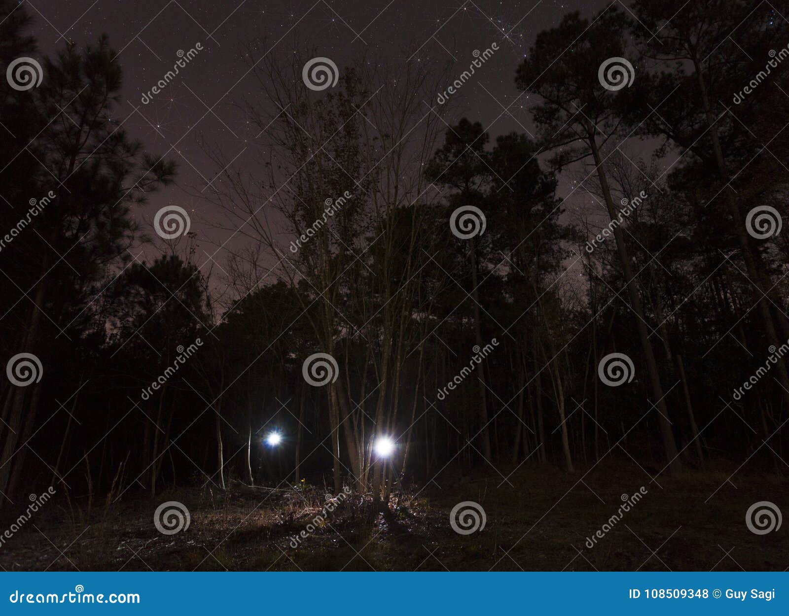 Two Flashlights Coming from the Forest Stock Photo - Image of stars ...