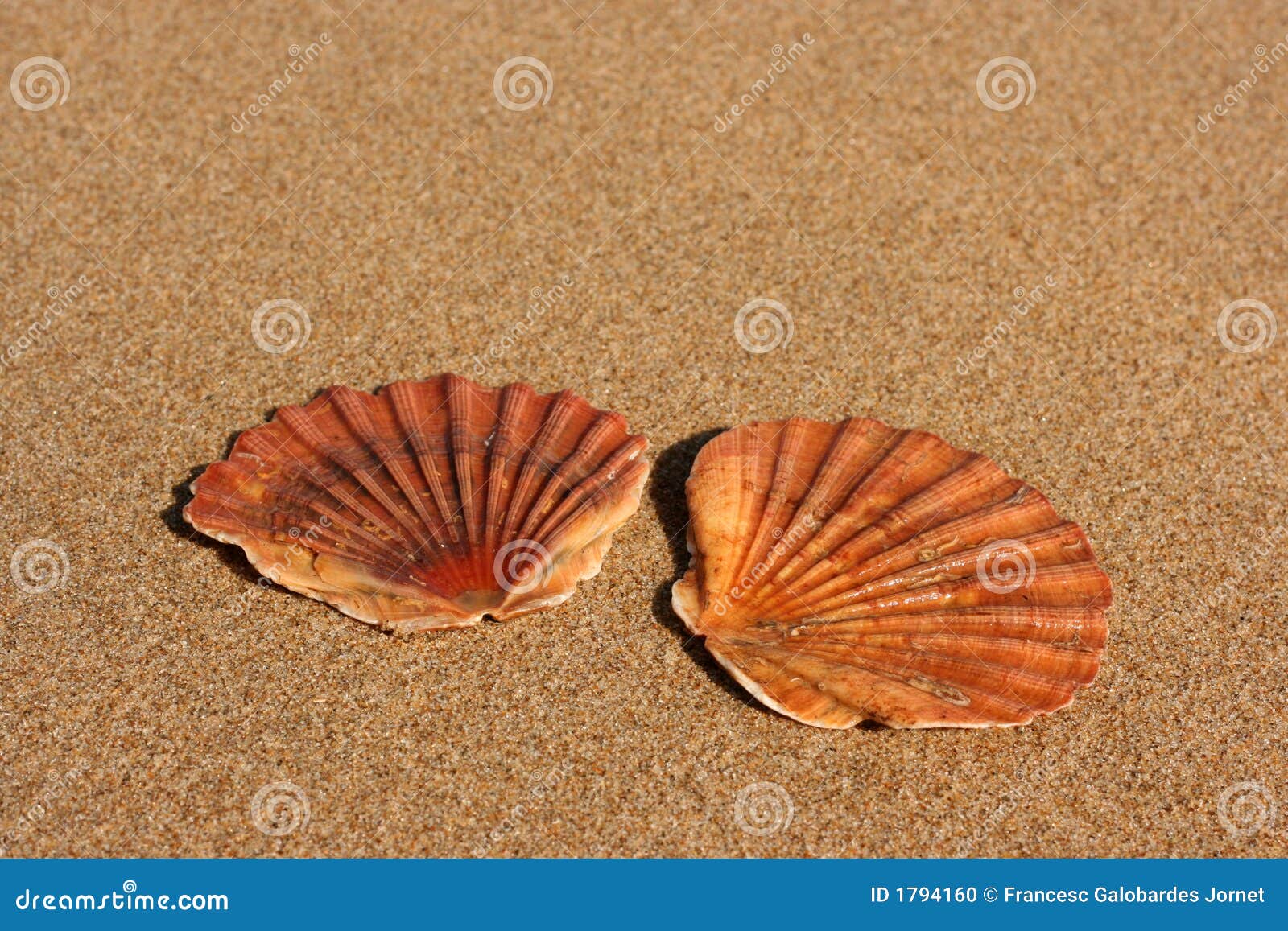 Two Flat Sea Shells on the Sand Stock Photo - Image of flat, reddish ...