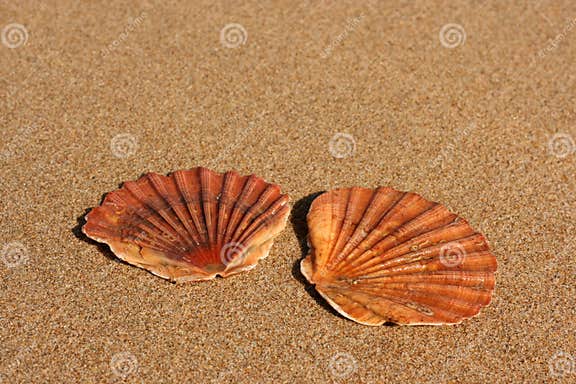 Two Flat Sea Shells on the Sand Stock Photo - Image of flat, reddish ...