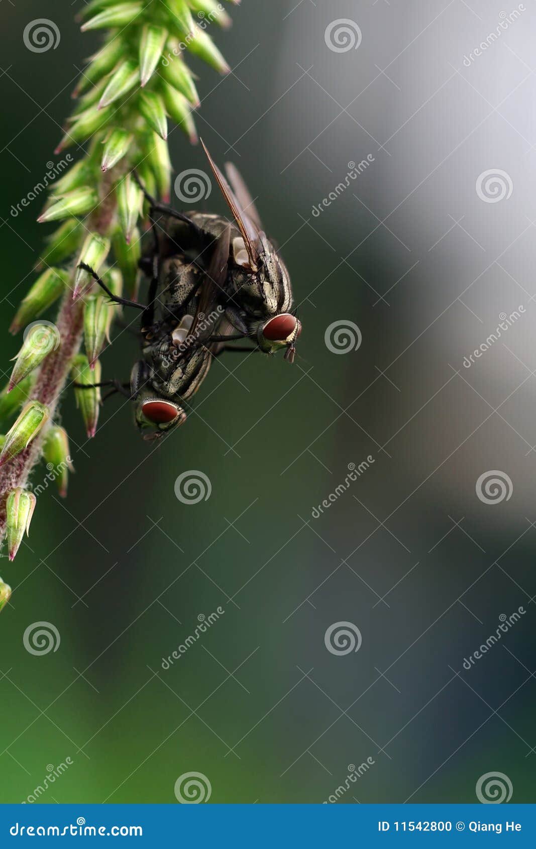 Two flies stock photo. Image of insects, green, copulation - 11542800