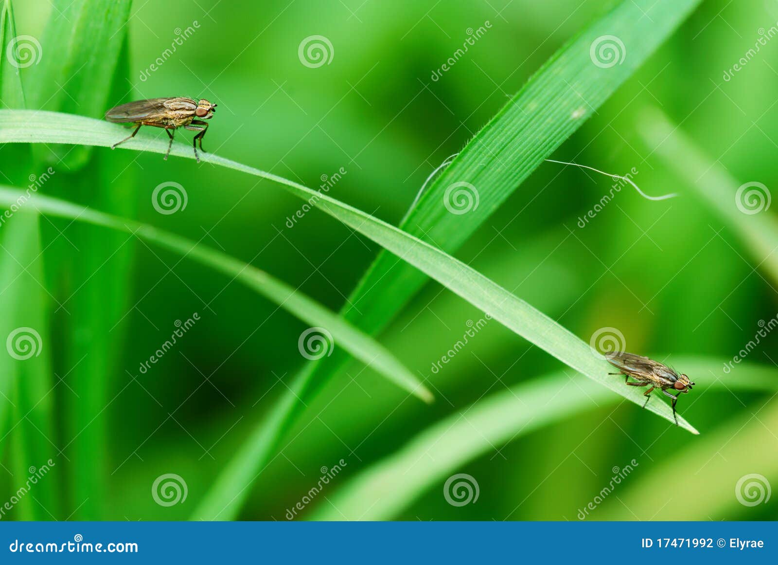 Two flies stock photo. Image of line, plant, environment - 17471992