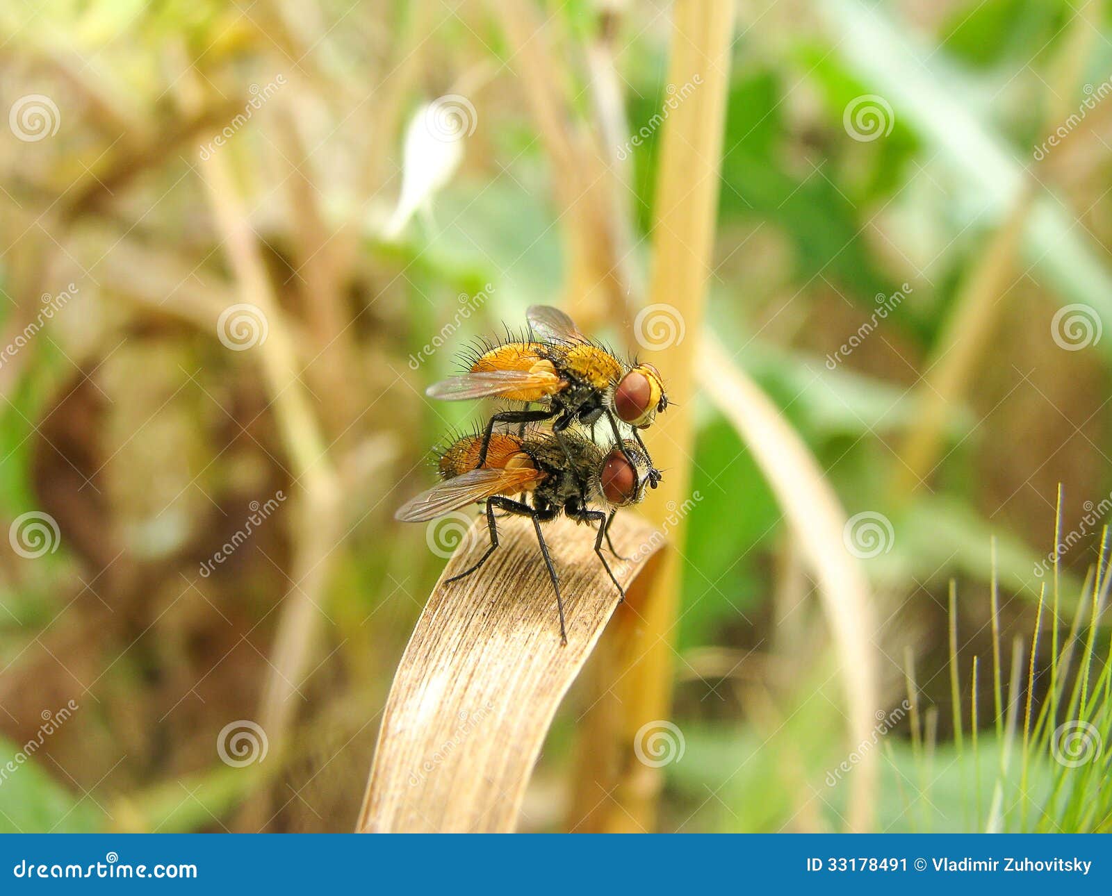 Two flies stock image. Image of gardens, summer, sitting - 33178491