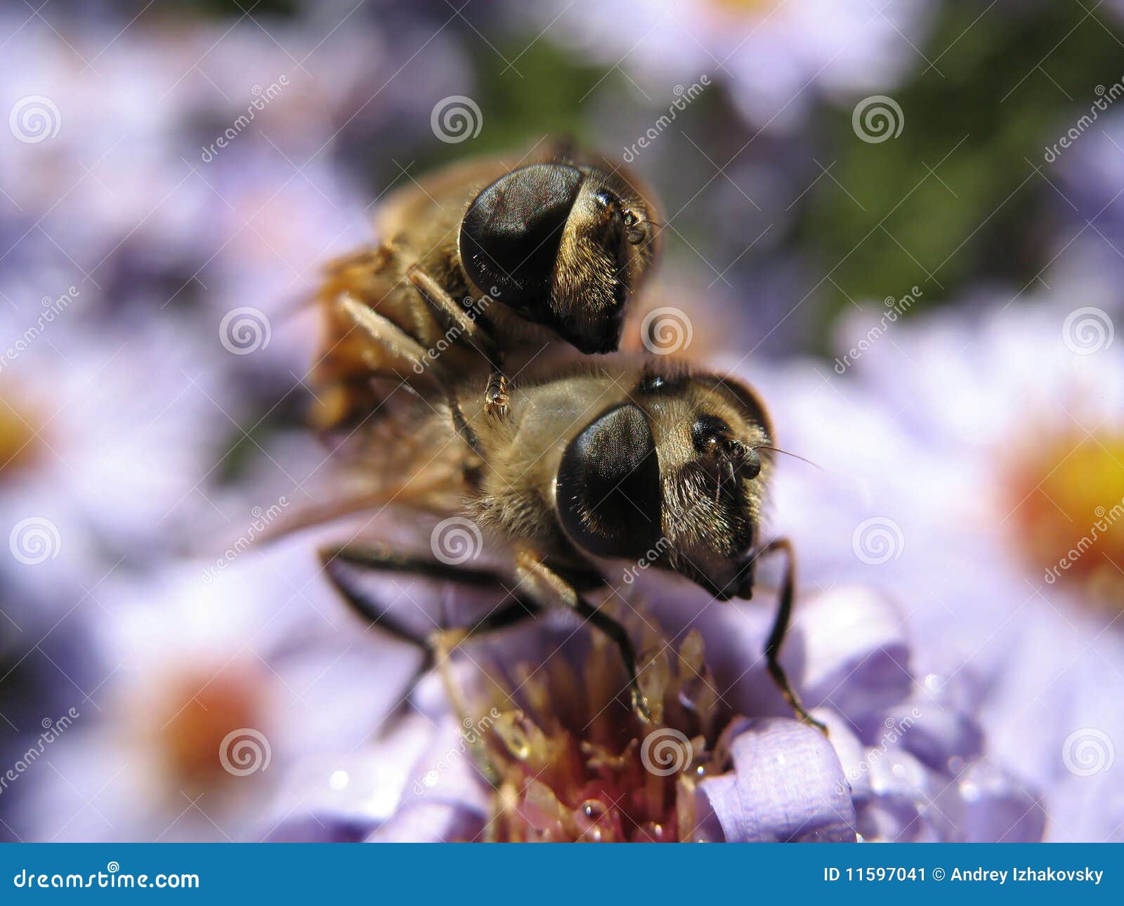 Two flies close-up stock image. Image of bright, cells - 11597041
