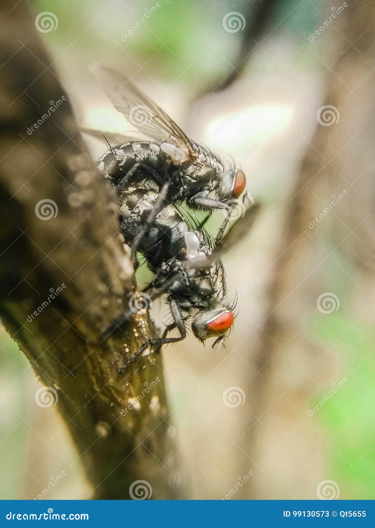 Two flies stock image. Image of insect, environment, tree - 99130573