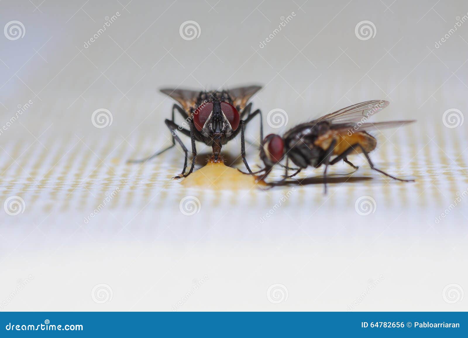 Two flies feeding stock photo. Image of feeding, prevention - 64782656