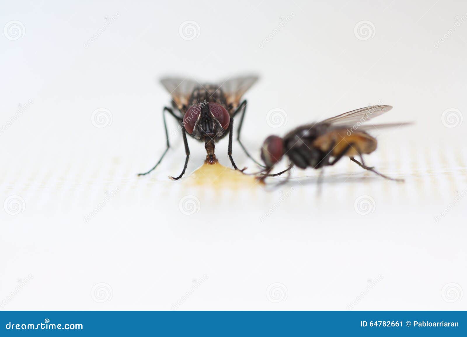 Two flies feeding stock image. Image of sharpness, hygiene - 64782661