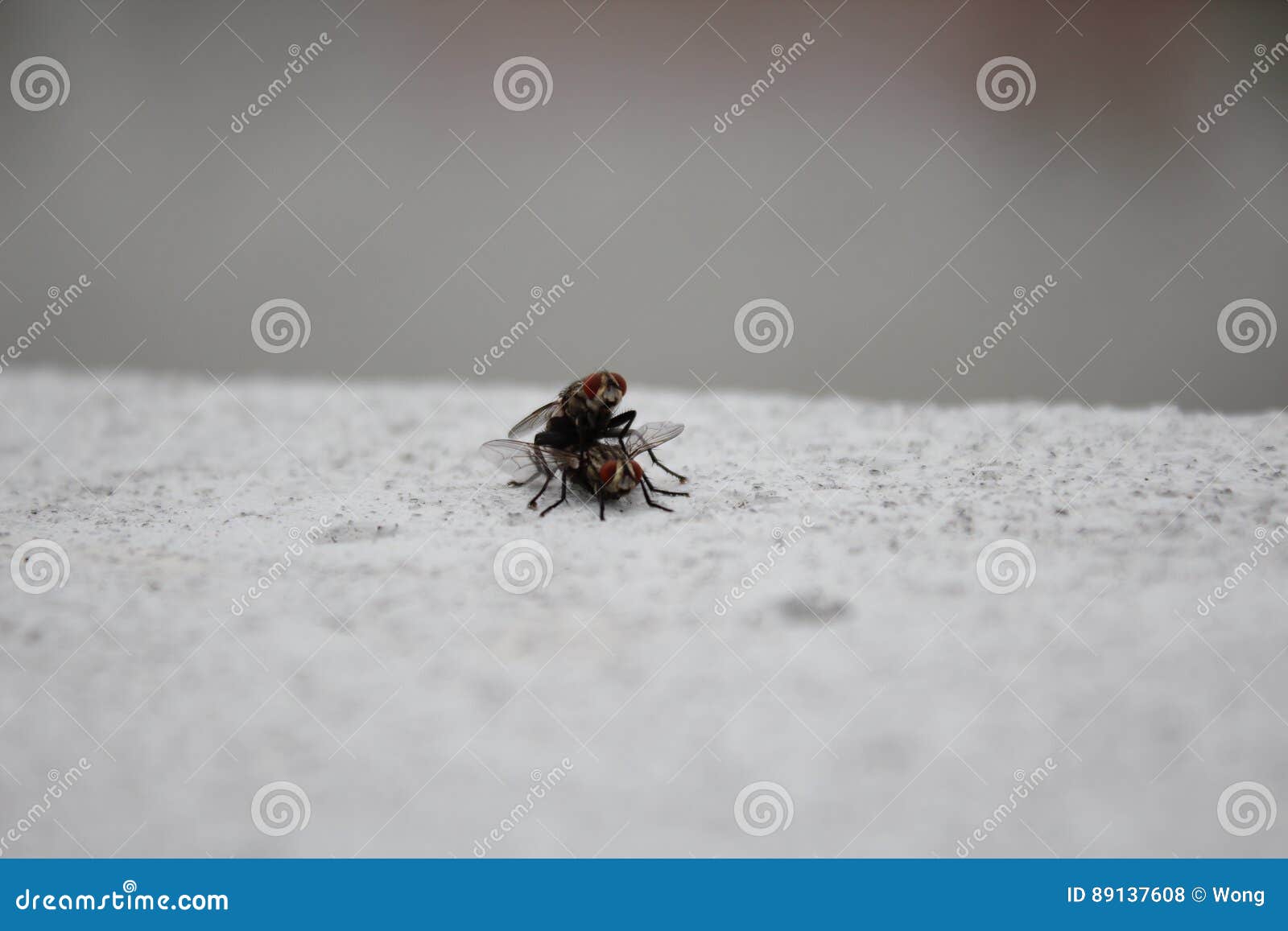 Two Flies stock photo. Image of insects, long, yuen, wildlife - 89137608