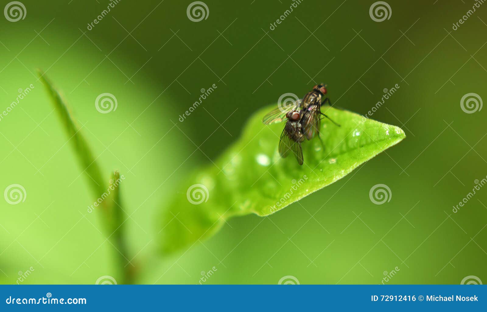 Two flies on green leaf stock photo. Image of house, animal - 72912416