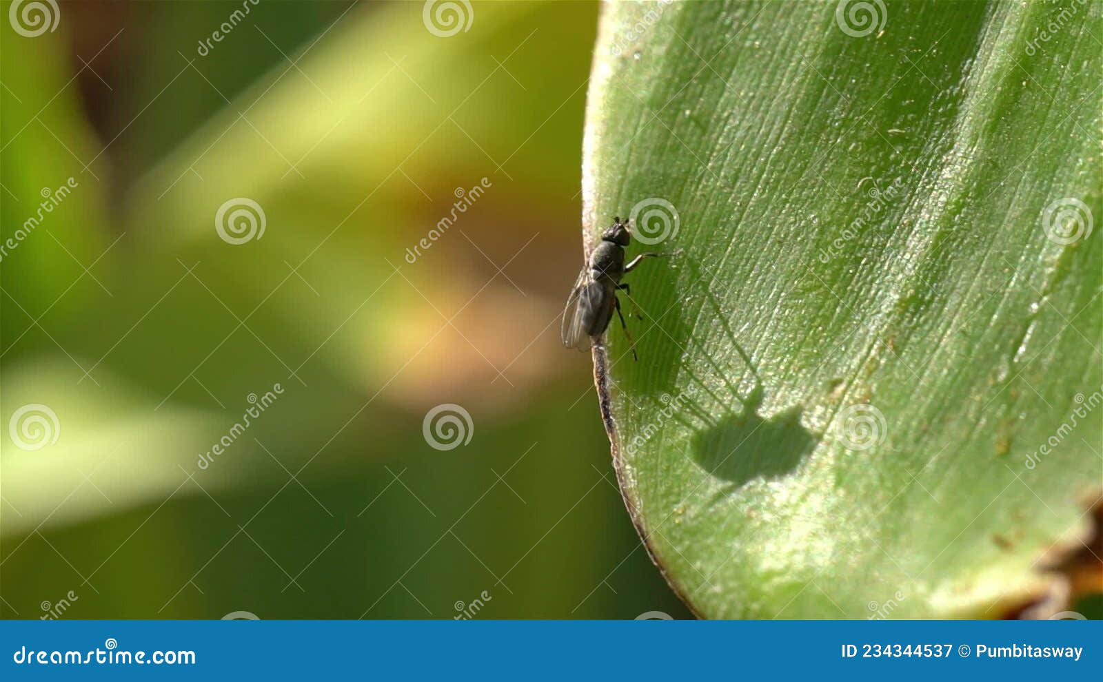 Two Flies Interacting Eachother Stock Video - Video of curled, pest ...