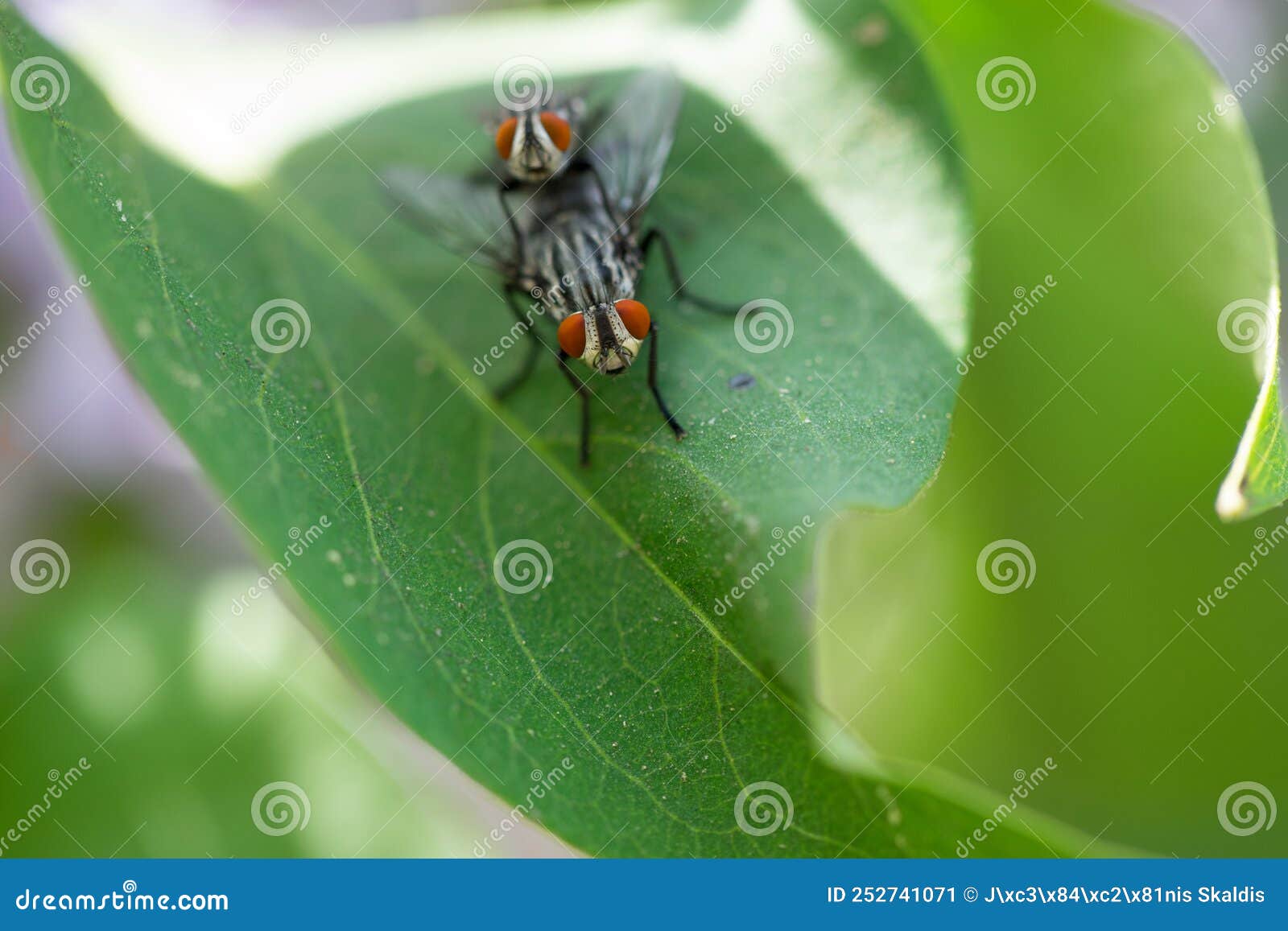 Two flies on a leaf stock image. Image of garden, pest - 252741071
