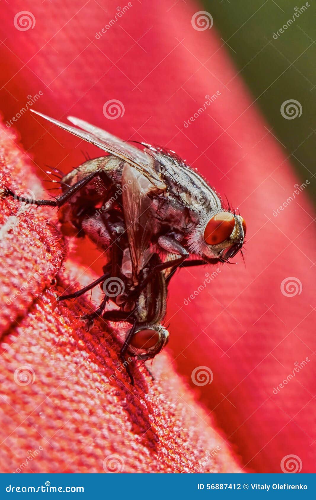 Two flies making love stock photo. Image of gray, flying - 56887412