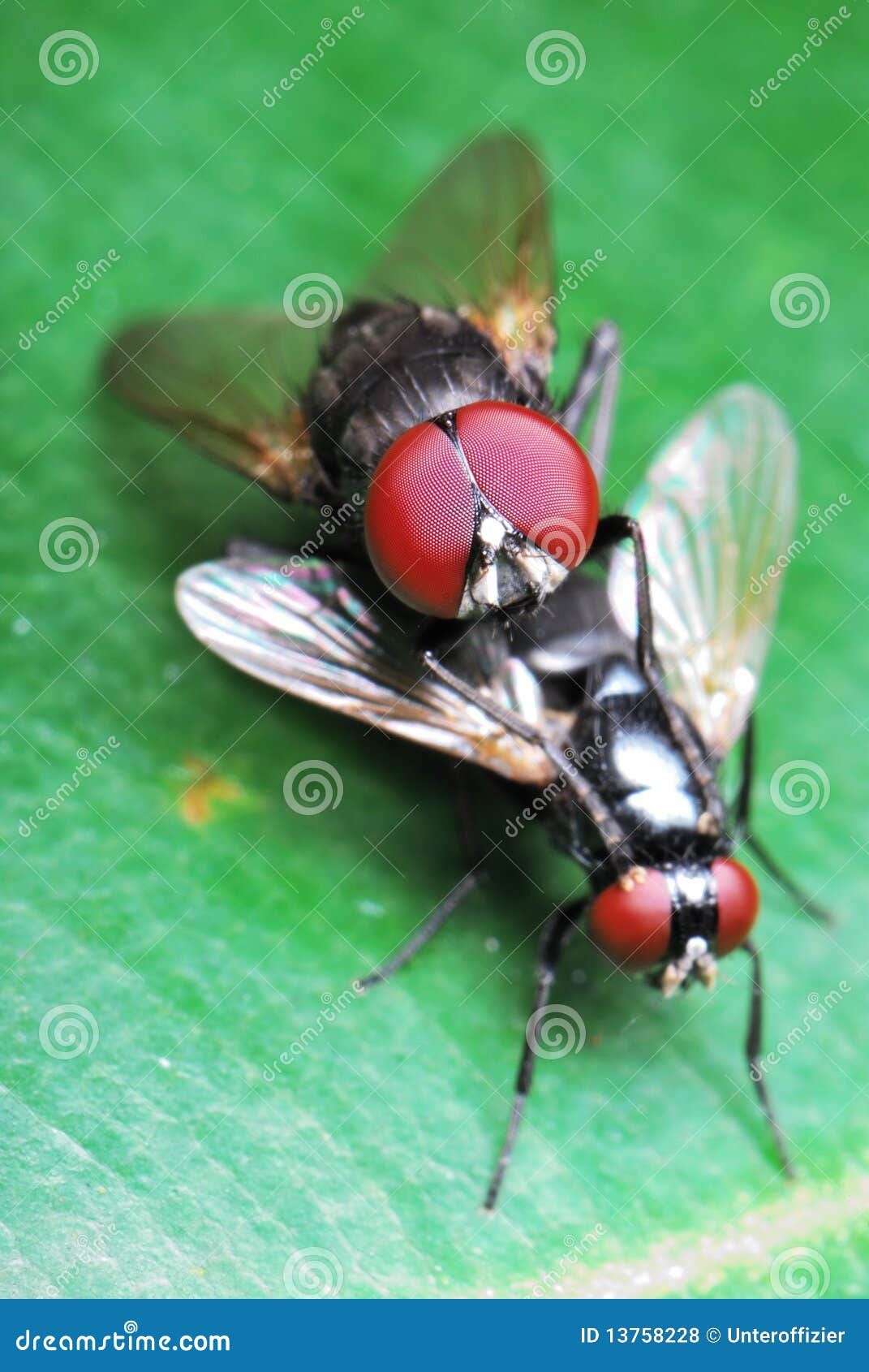 Two Flies Mating stock photo. Image of dump, infect, dirty - 13758228