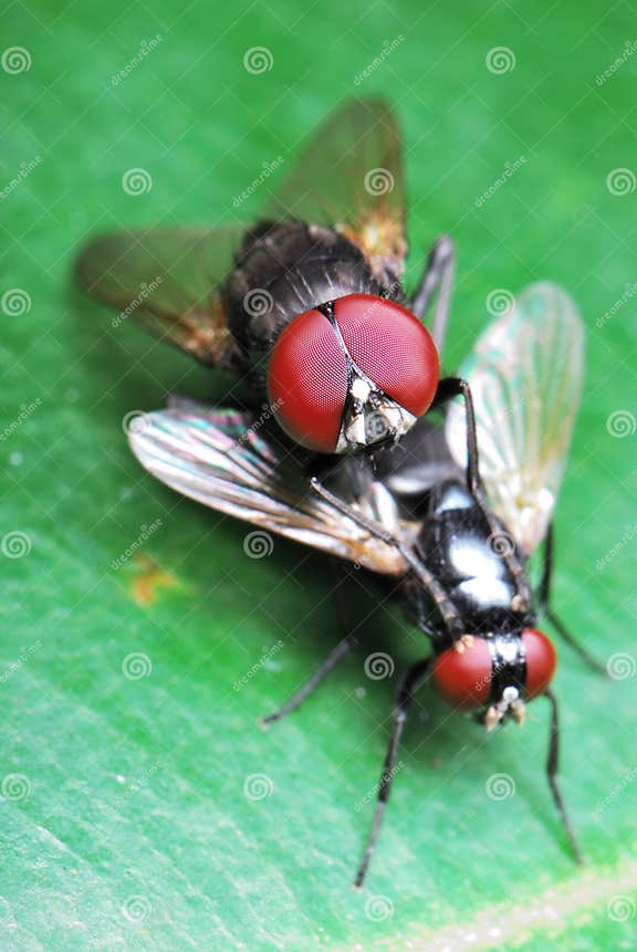 Two Flies Mating stock photo. Image of dump, infect, dirty - 13758228